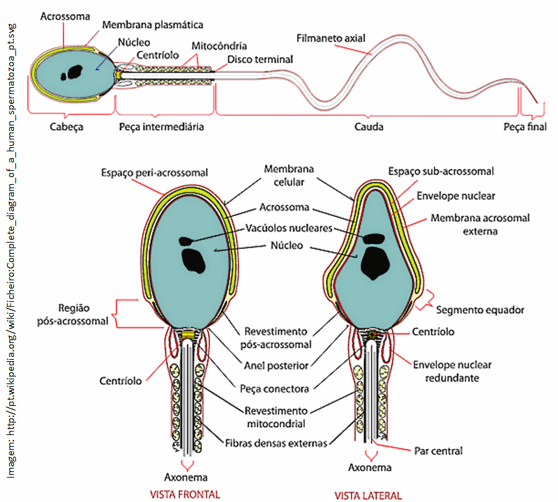 Resumos de Biologia: Gametogênese - A produção dos gametas
