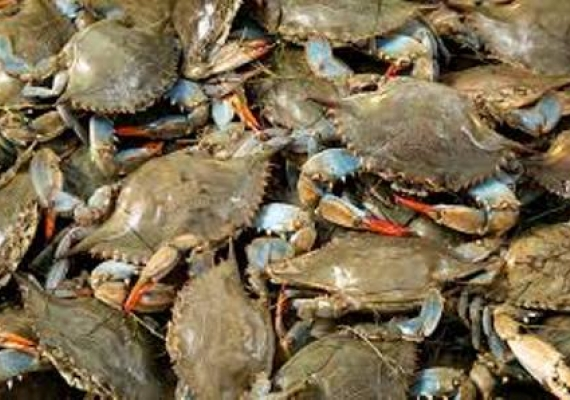 Macam-macam Jenis Kepiting Bakau Yang Bisa Dibudidaya | 1001 Catatan ...