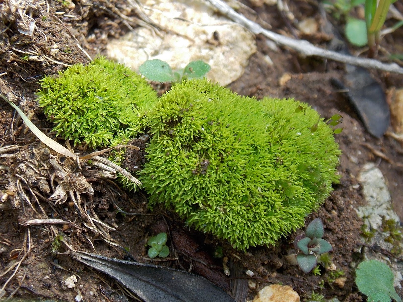 Trichostomum crispulum Bruch