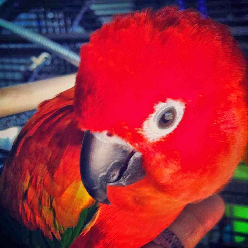 Red factor sun conure