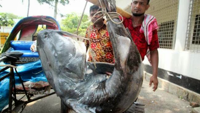 Giant Baghair fish caught in Jamuna ~ World News