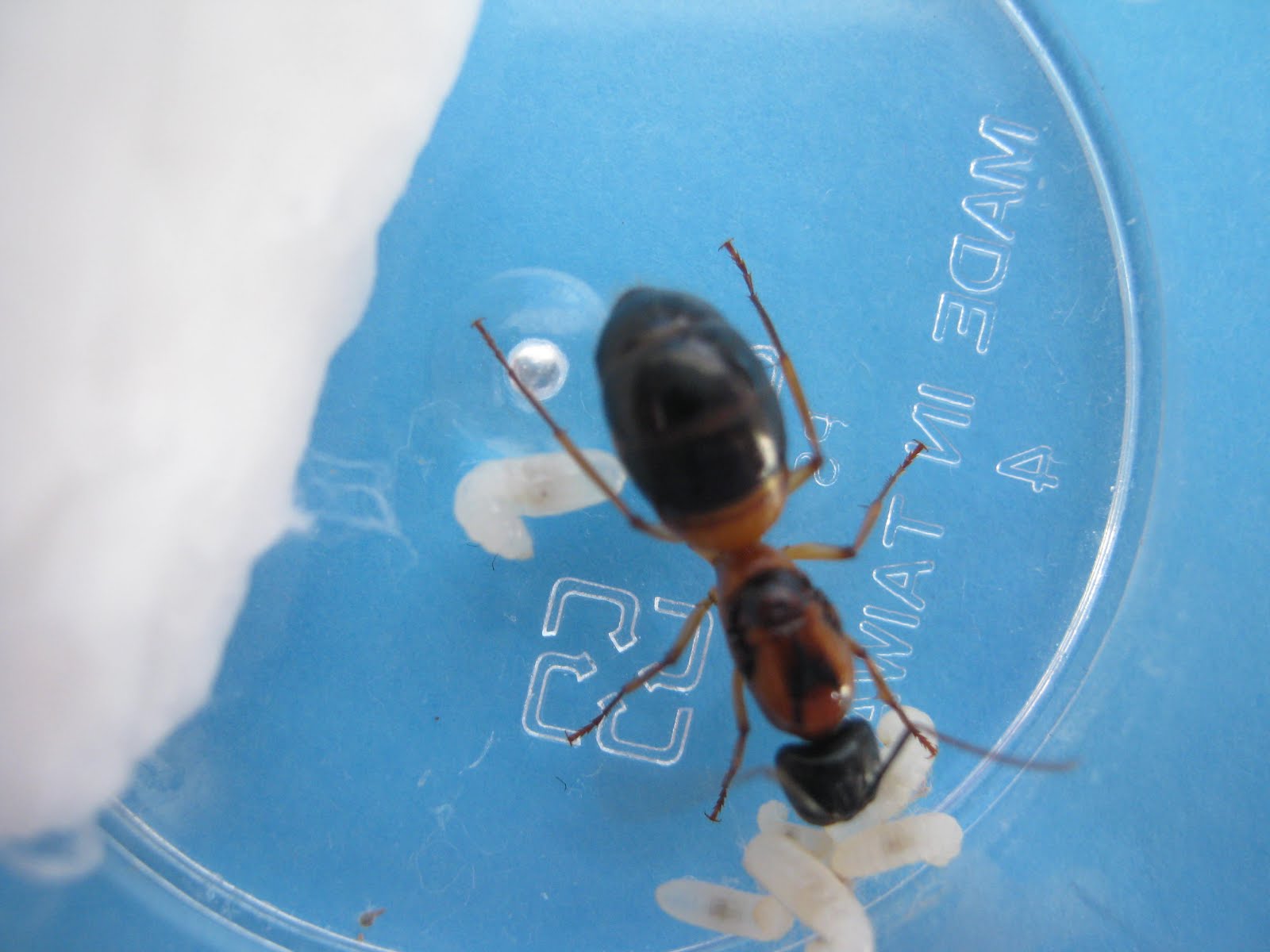 Megan's Ants: Esme (Camponotus Consobrinus queen) has 6 larvae and a pupa!