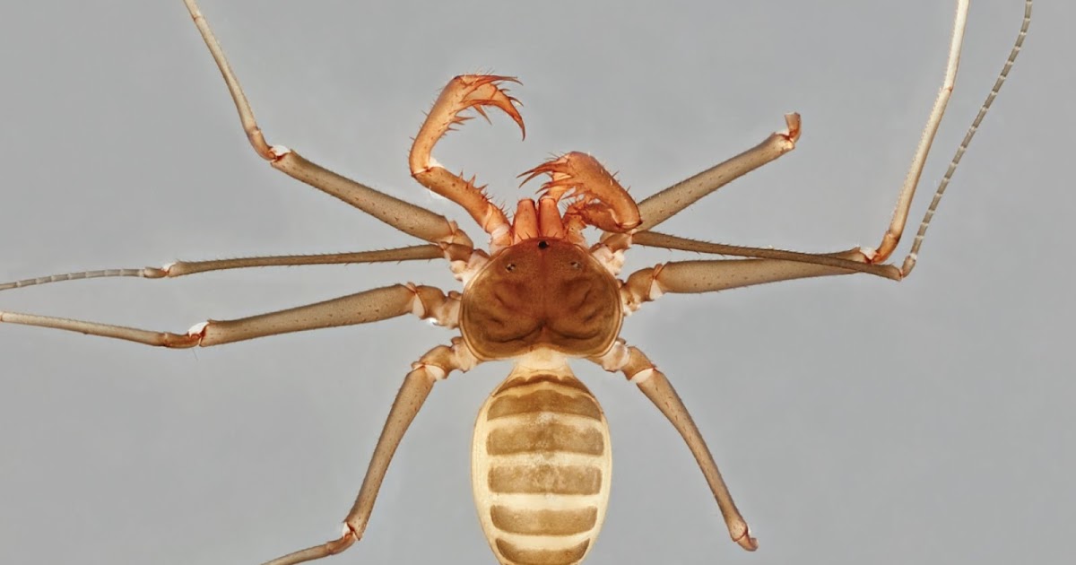 Species New to Science: [Arachnida • 2018] Charinus kakum • A New ...