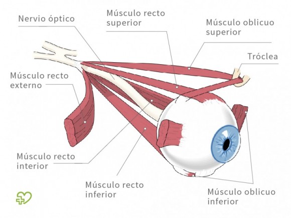 Fisiología del ojo