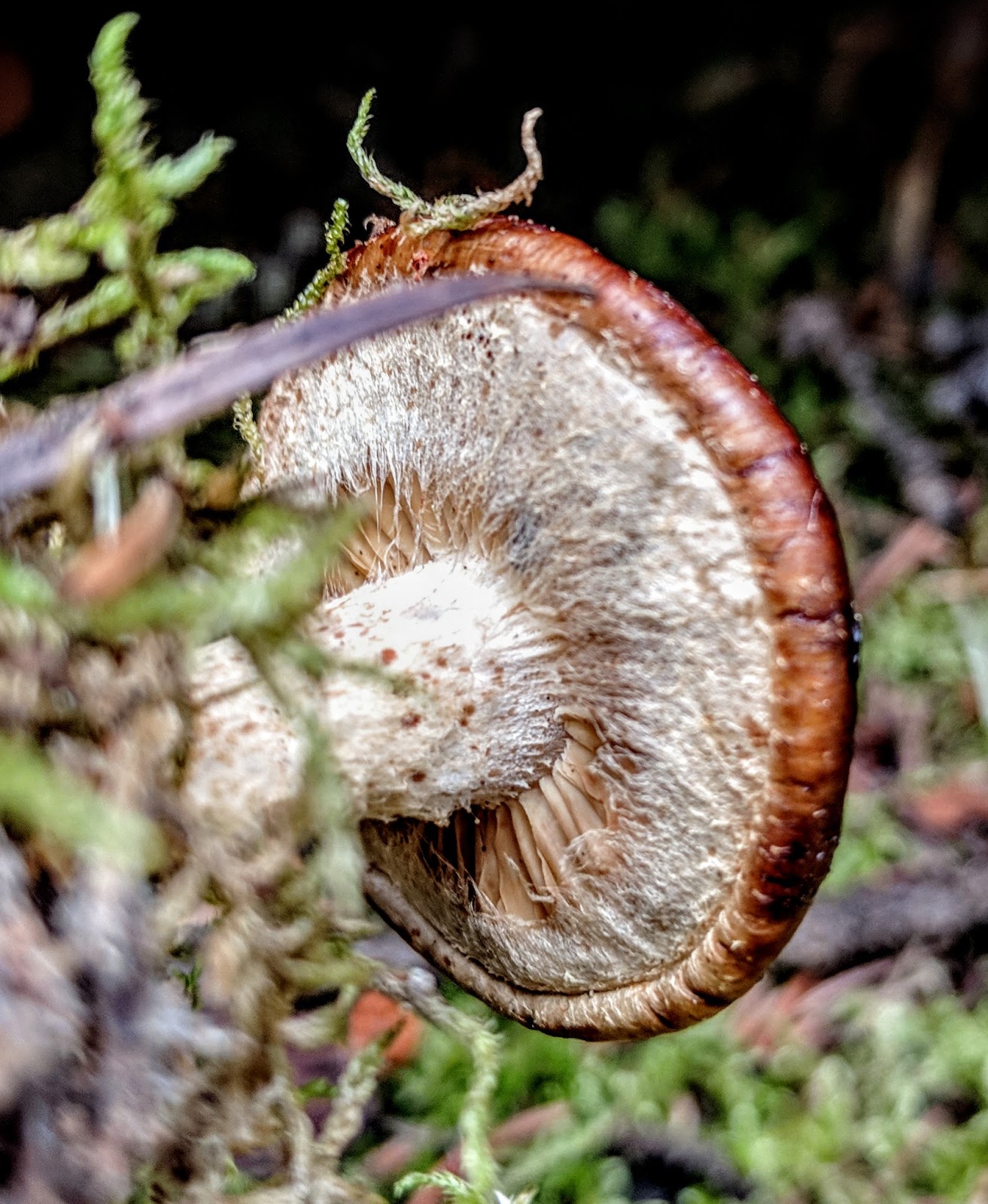 The Foraged Foodie: An Overview of the Genus Cortinarius (Telluride pt. 4)