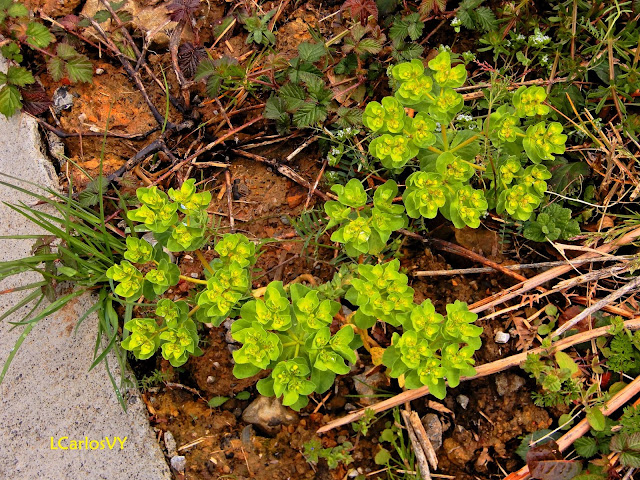 Plantas silvestres de Asturias: Lecherina, lechetrezna común ...
