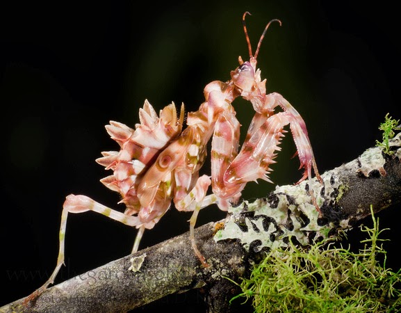 Flower Mantis ~ Insects World