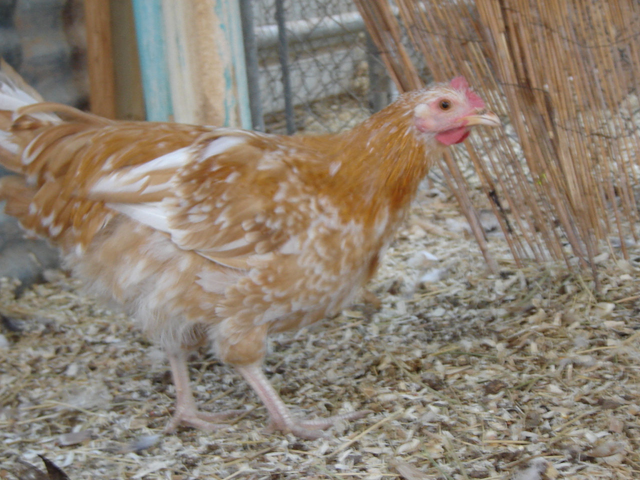 Aloha Chickens: Update on the Fall 2011 Chicks