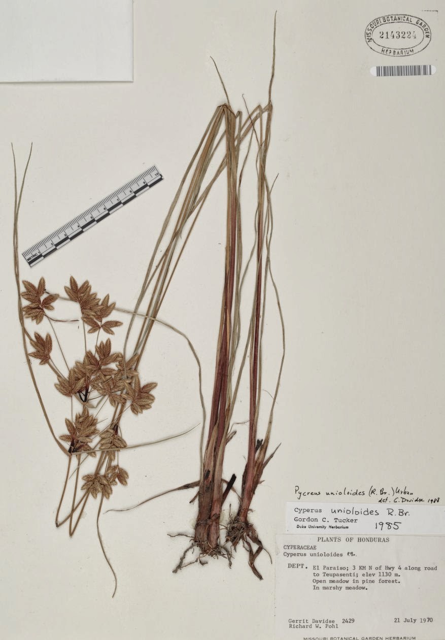 Flora de Puerto Rico Ilustrada Papo Vives: CYPERACEAE PYCREUS CYPERUS ...