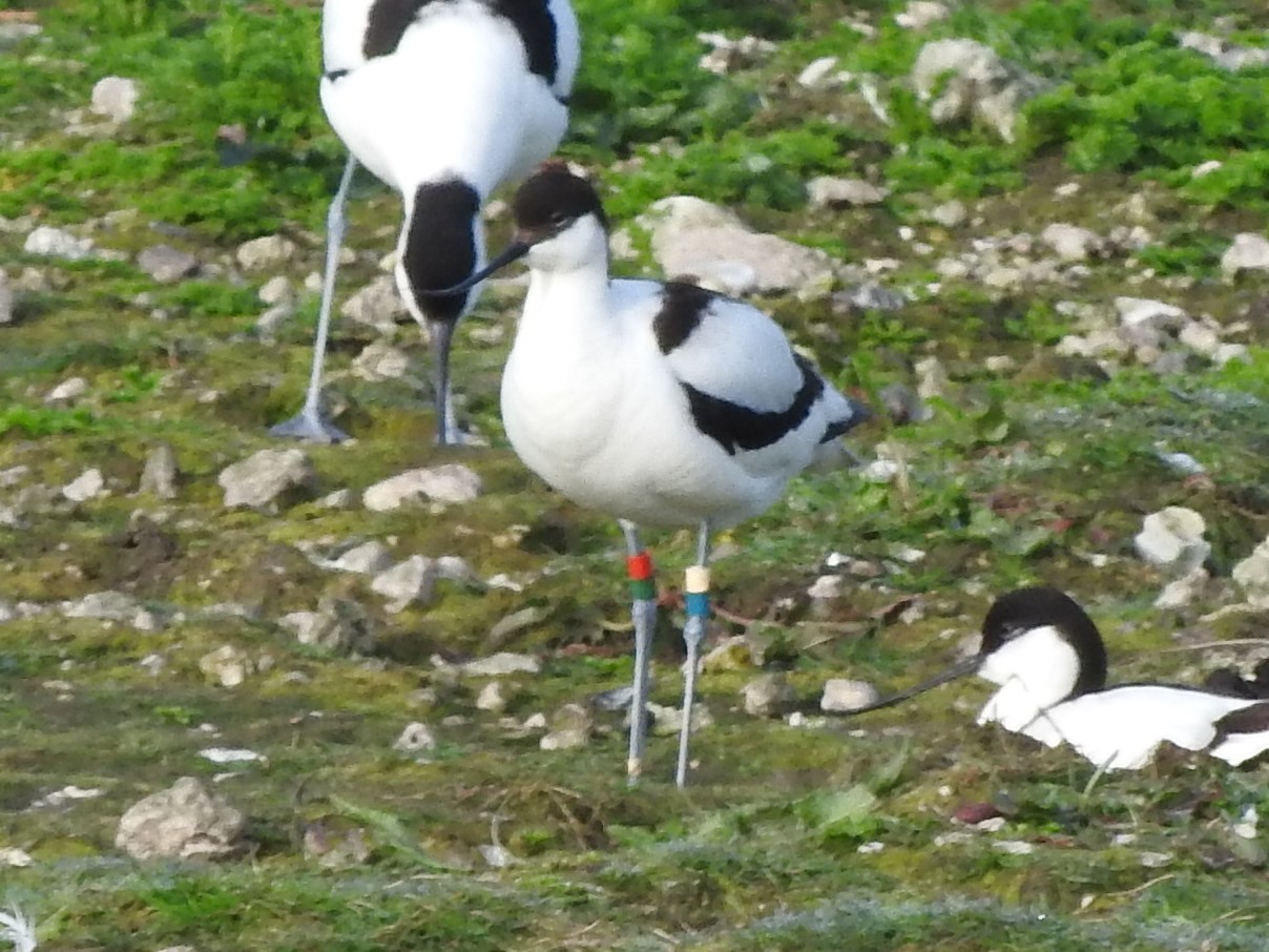 Welcome to North Lancs Ringing Group: Colour ringed Avocets