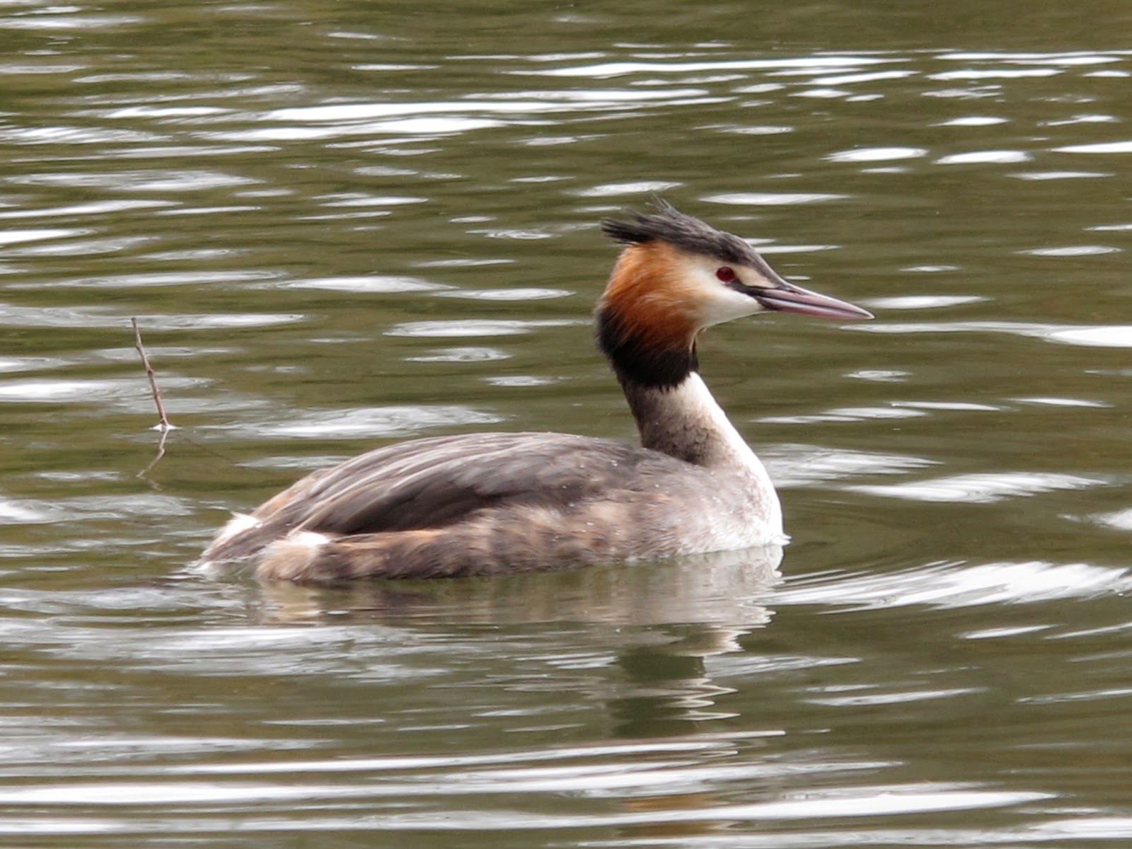 The Rattling Crow: Territorial Great Crested Grebes