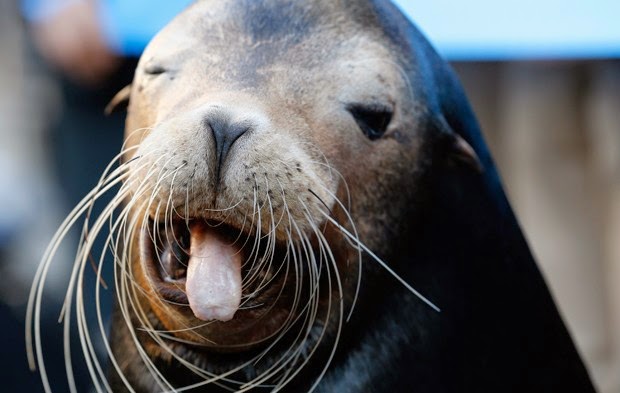 No Mar Profundo: Foca