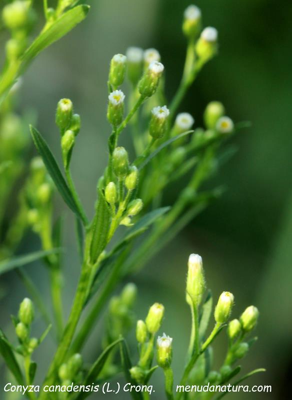 Menuda Natura: Conyza canadensis (L.) Cronq.