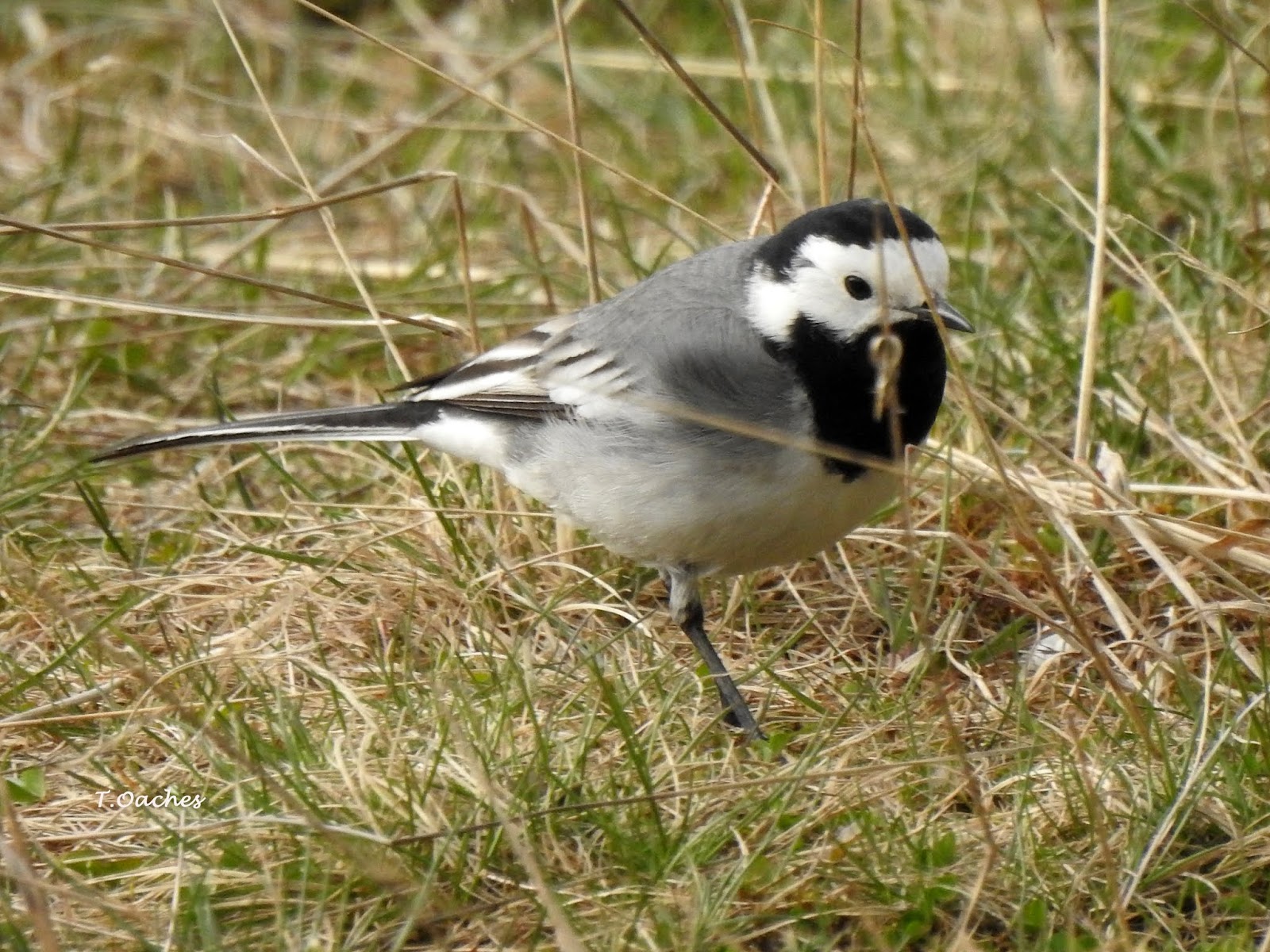 PASARI DIN ROMANIA: CODOBATURA ALBA, Motacilla alba