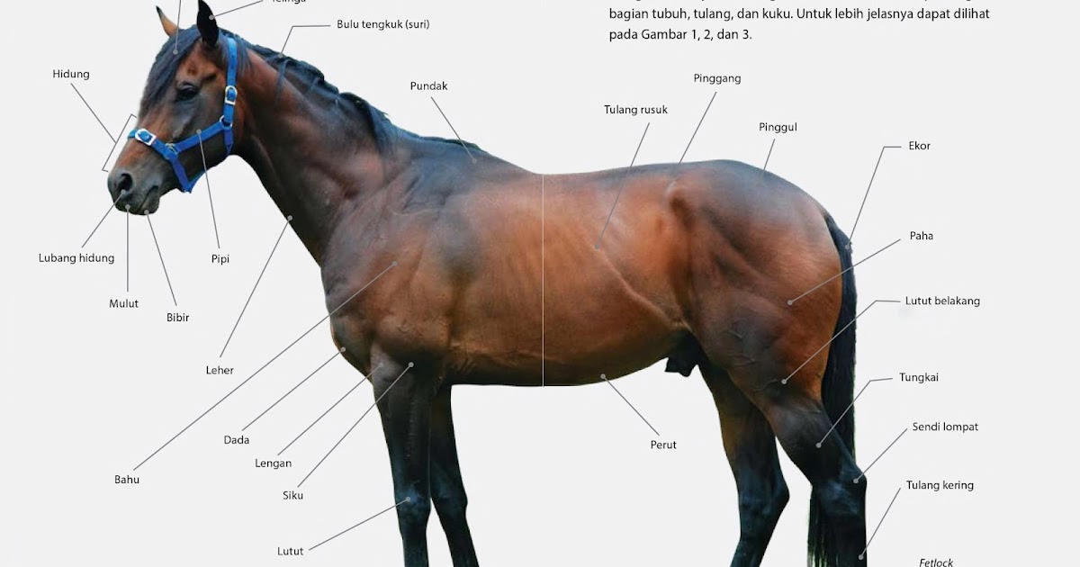 Art and Lore: Anatomi, Tanda dan Warna Kuda