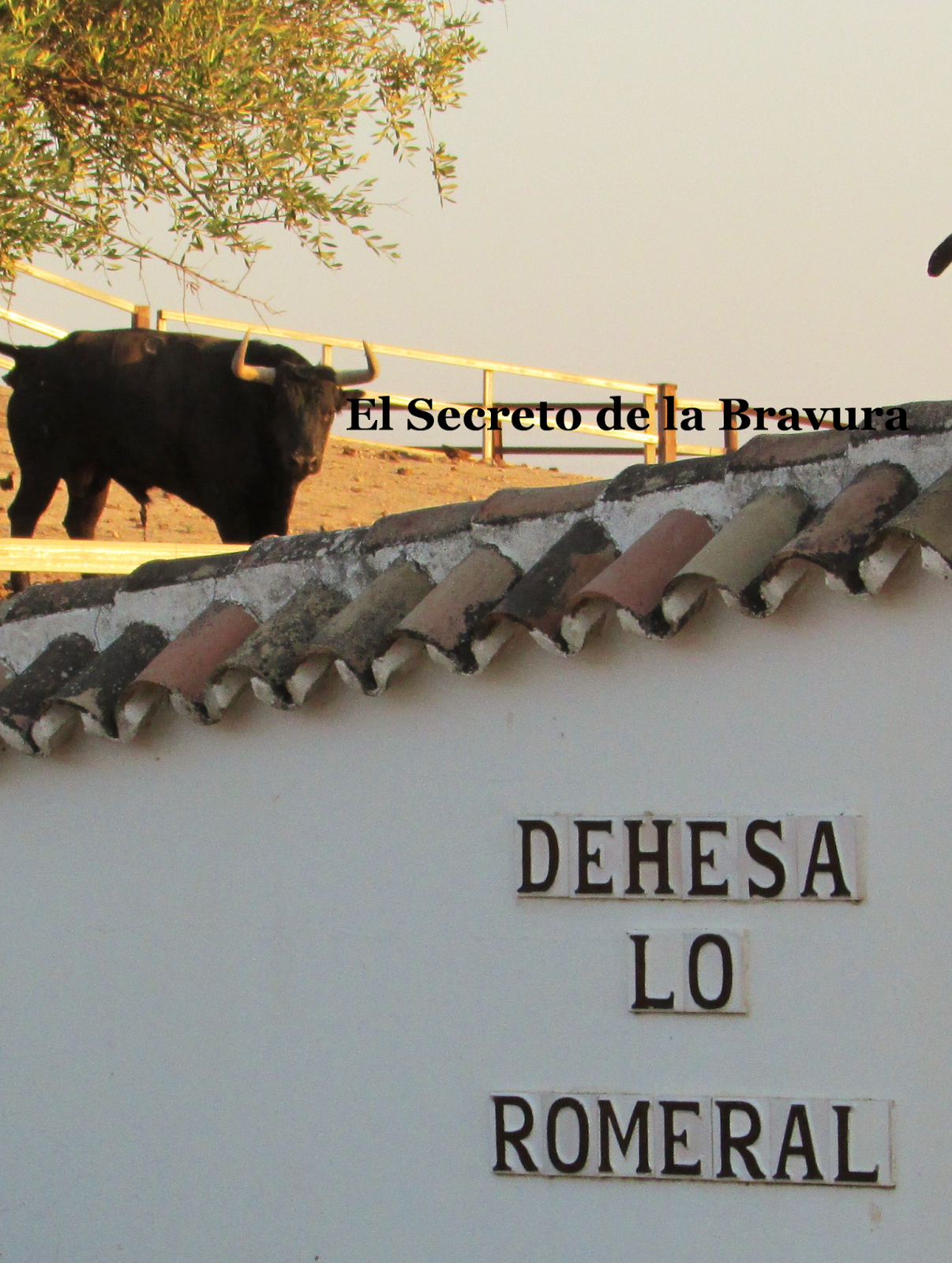 El Secreto de la Bravura: Los toros del embalse: Fuente Ymbro