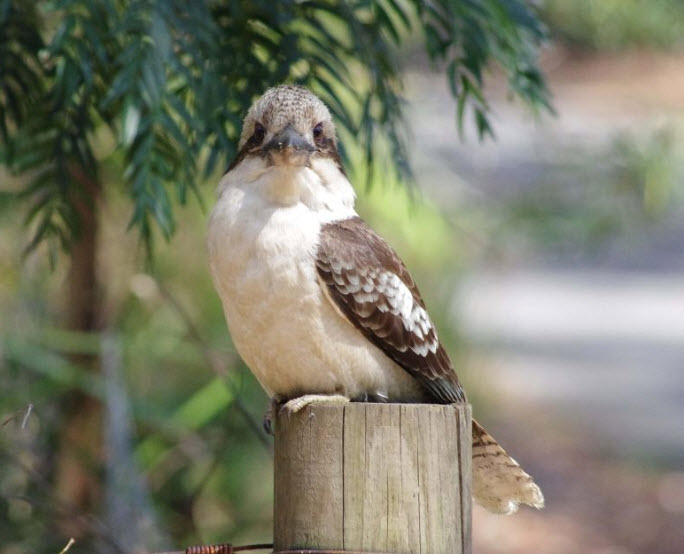 Laughing Kookaburra | The Biggest Animals Kingdom