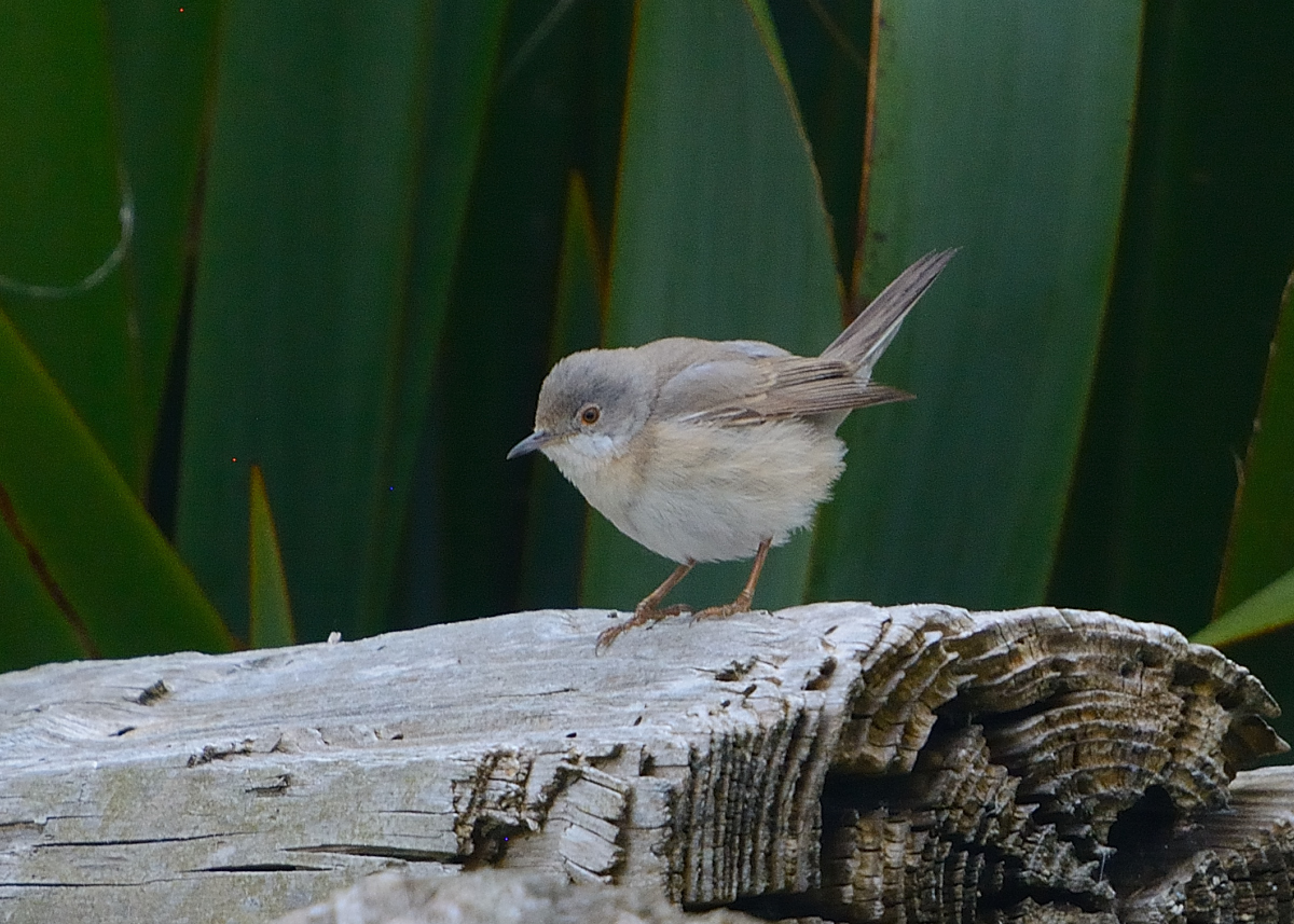 Tory Island Bird Blog