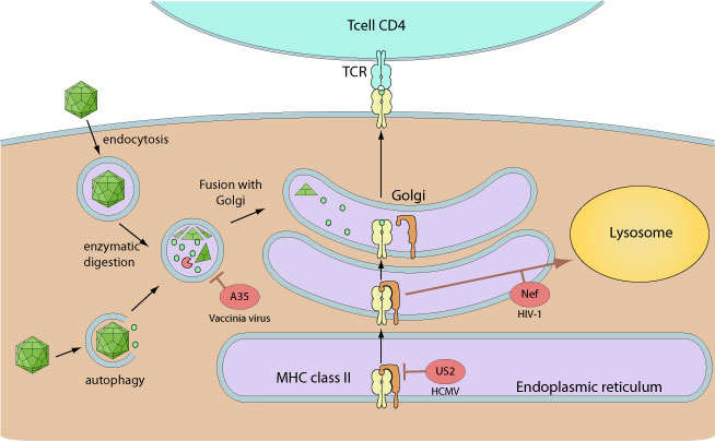 Sala BioQuímica: MHC e linfócitos: combate as células tumorais ...