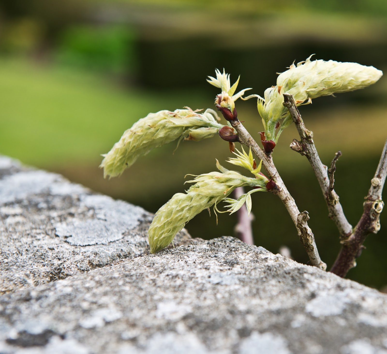 Wigtwizzle - Norman Smith's Travel Blog.: Parcavall Hall and Gardens