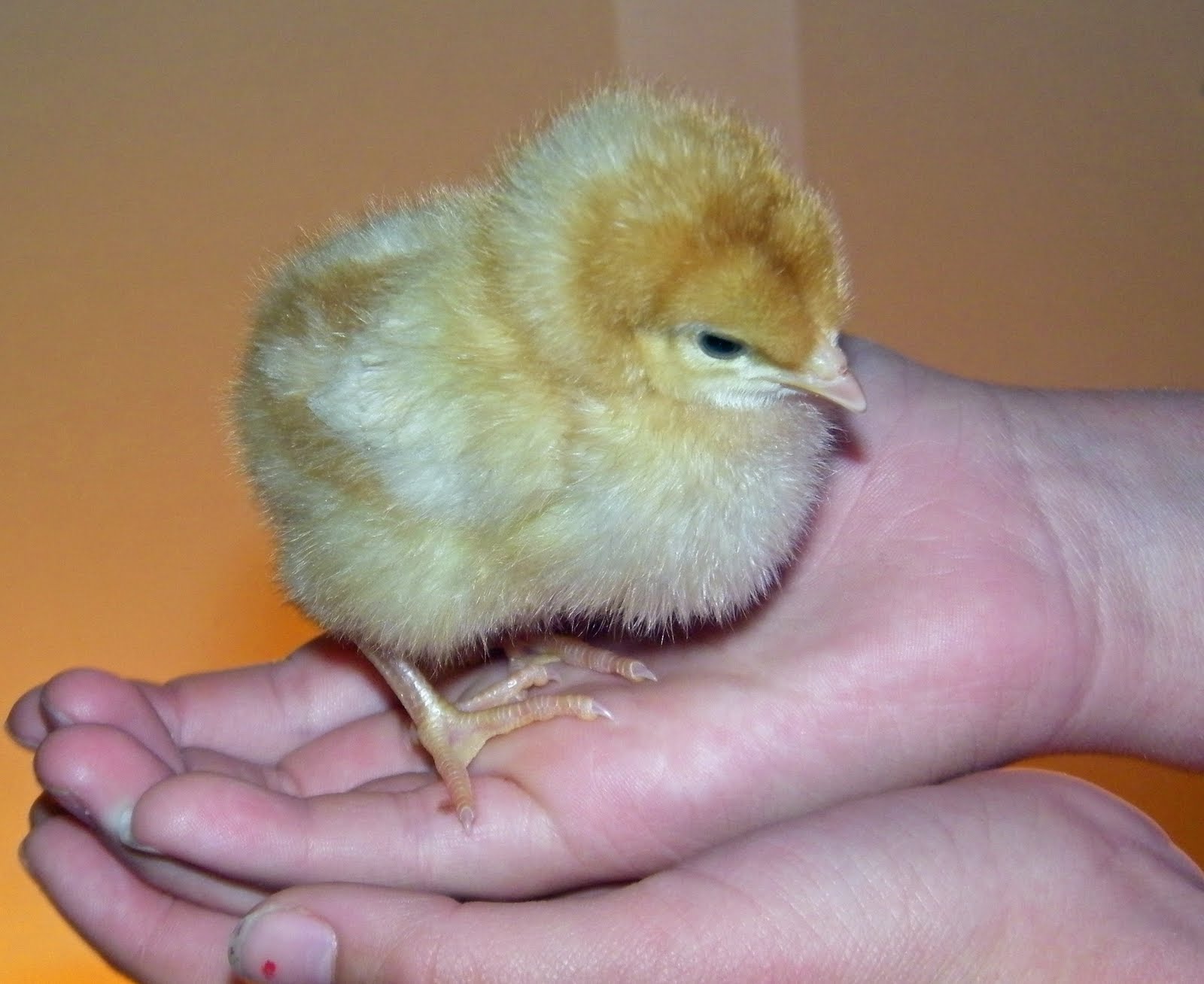 Everyday Becky: Introducing the Van Cluck Sisters