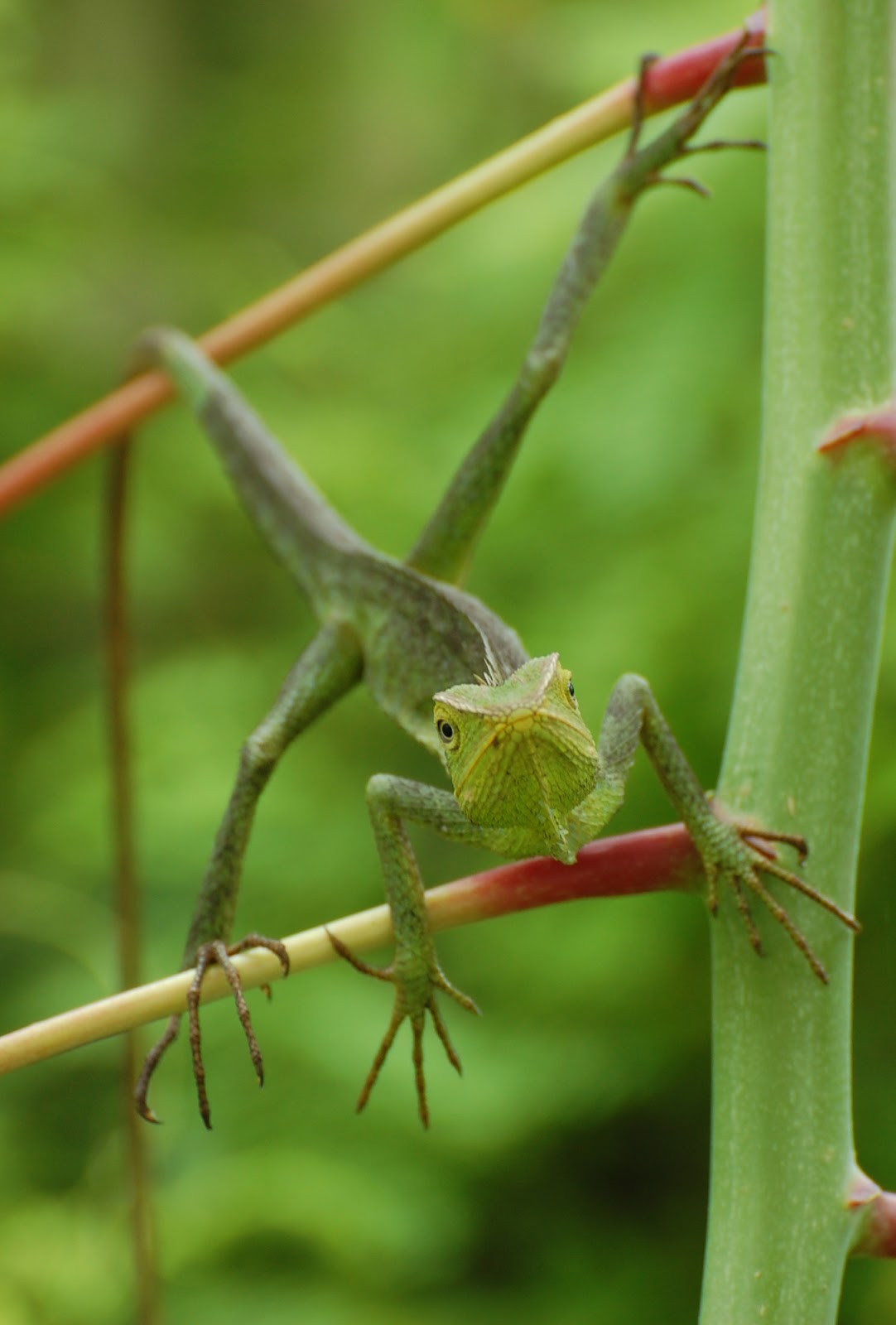 Adaptasi Mimikri,Autotomi,Hibernasi