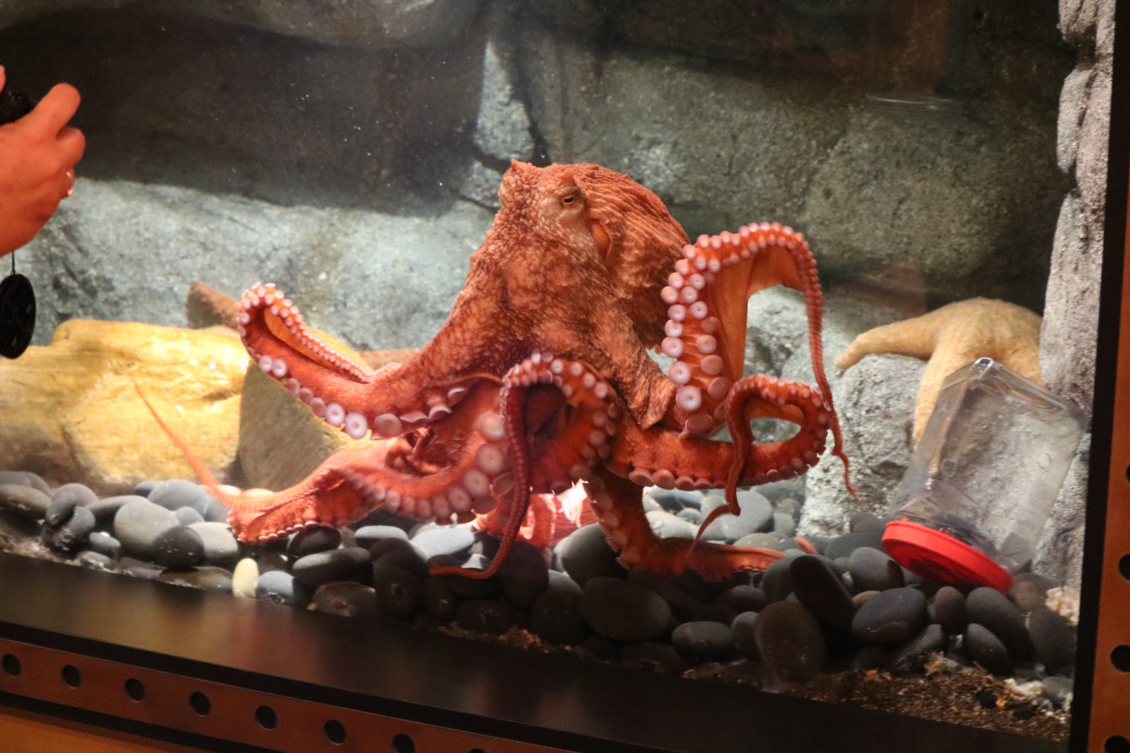 Octopus Pics At The Akron Zoo