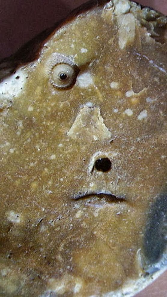 Archaeology of Portable Rock Art: Fossil-eye used in human, horse and ...