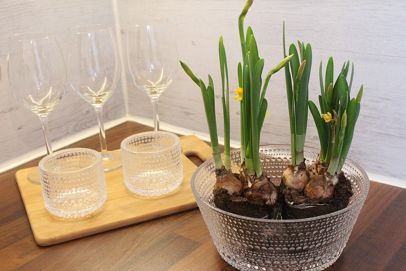 Koukuissa: Rairuoho, rajgräs, ryegrass