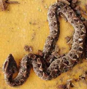 5 jenis ular paling berbisa diindonesia - artikel blog anoref