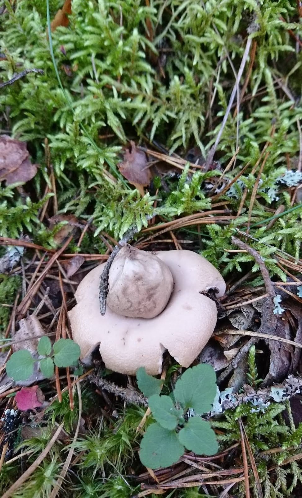 päikesetoit: Päikesega metsas - seened oktoobris.