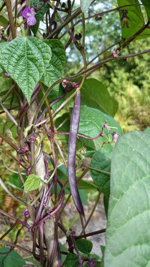 KACANG BUNCIS UNGU (update) - Rangkuman Cara Bertanam Lengkap