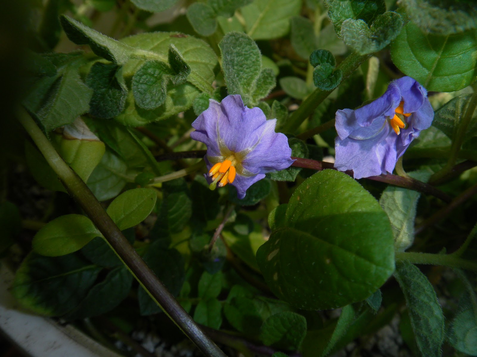 Scirpidiella's Plants: Wild Potatoes (Solanum sect. Petota)