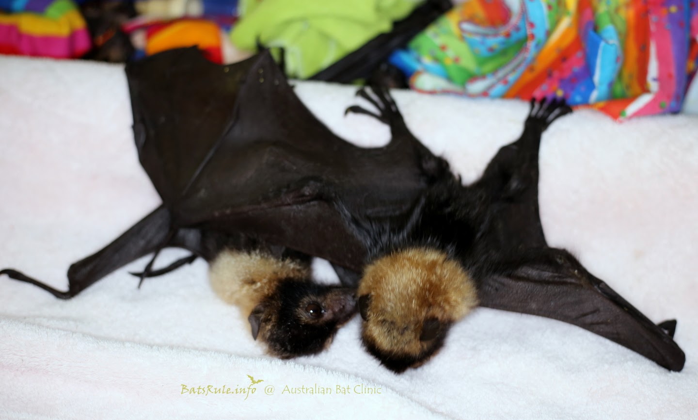 Rehab | Cairns Qld Megabat babies Spectacled in care, Pteropus ...