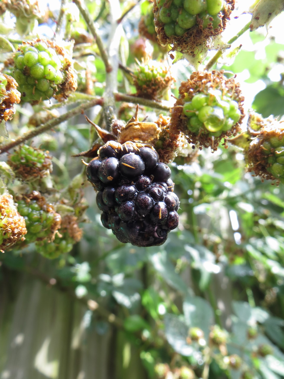 God is in de stilte: De braam van knop naar vrucht