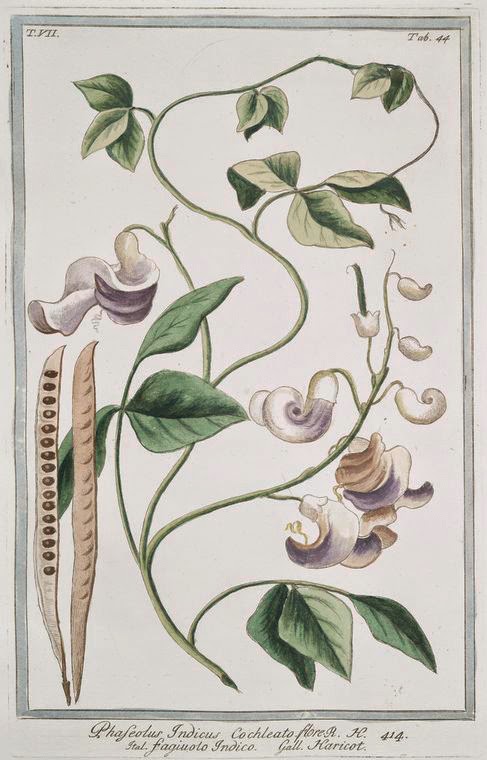 GROW SNAIL VINE SEED |The Garden of Eaden