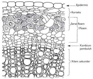 nadhea primasetya: fungsi dari parenkim, sklerenkim, kolenkim