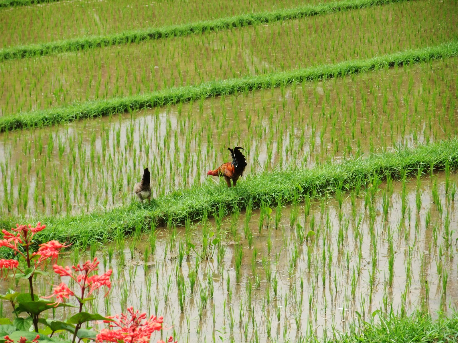 FaT CHIKU: Ubud, Bali - Hidden Secret Amidst the Rice Fields