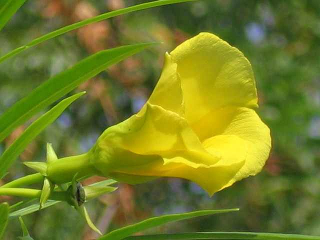 Nipa's Homepage!: Monsoon flower in Bangladesh