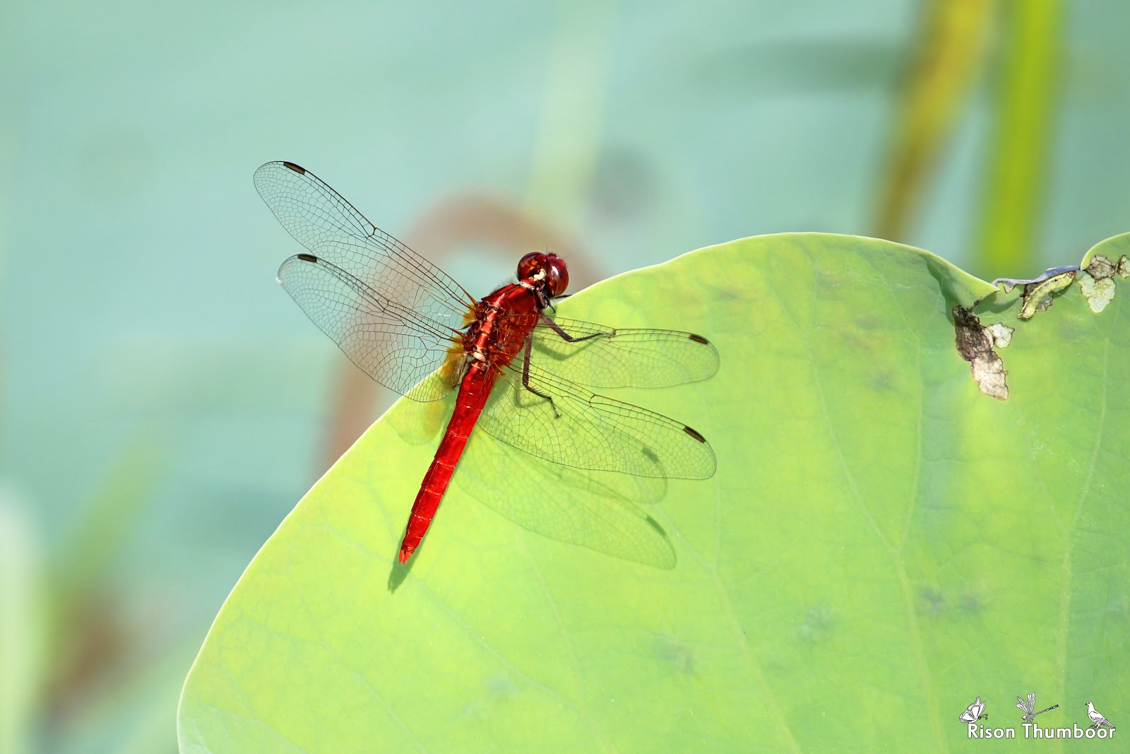 Dragonflies and Damselflies Of Kerala: Rufous Marsh Glider (Rhodothemis ...