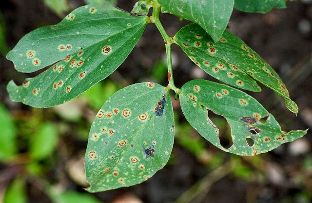 Controlling Garden Pests: Broad Bean Rust Disease