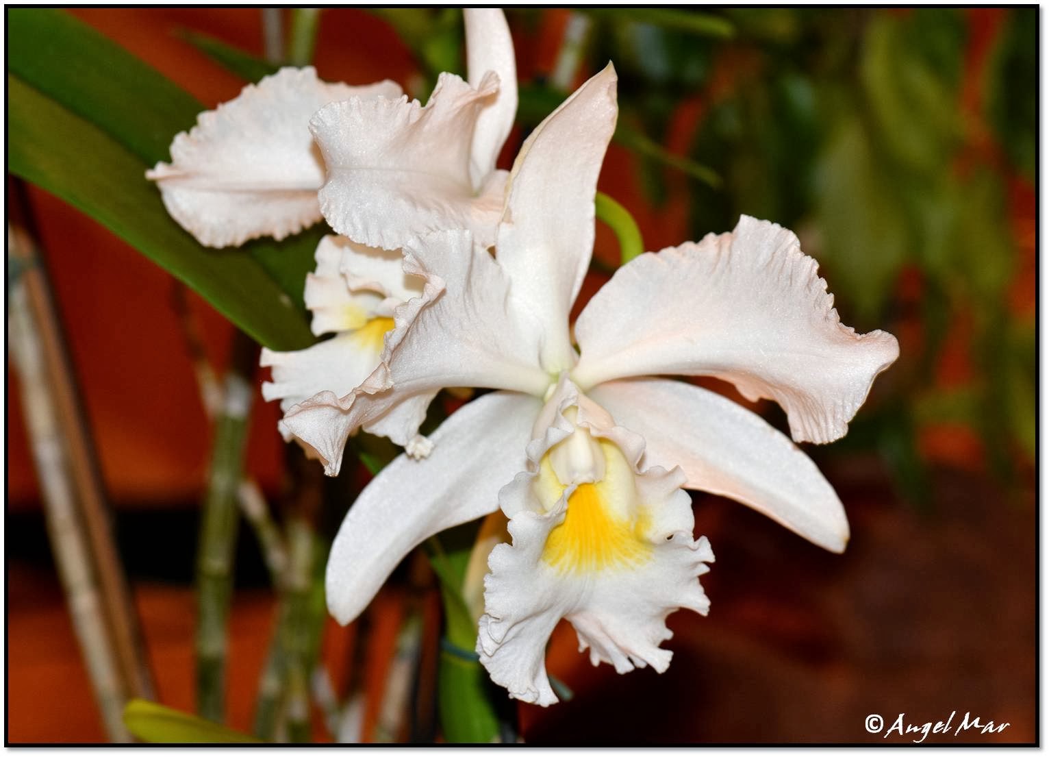 Orquídeas Blog de Angel Mar: Cattleyas (Cuidados básicos)