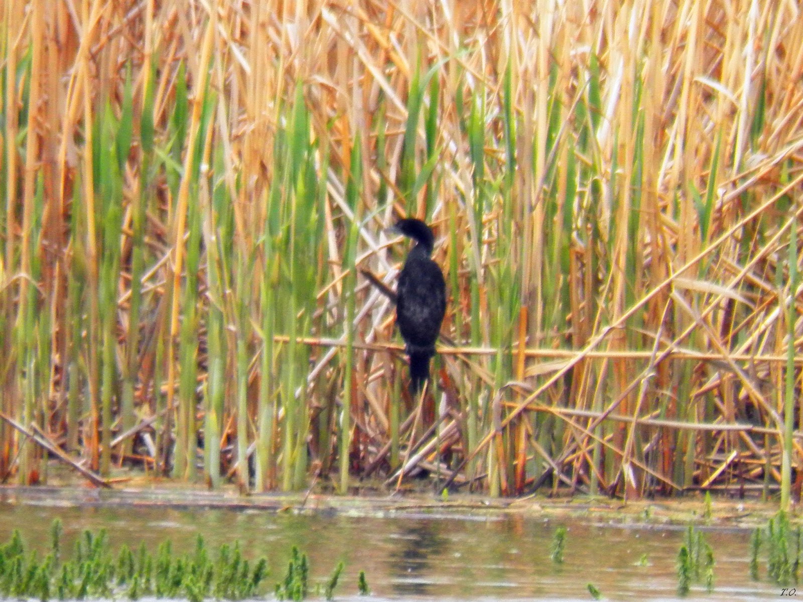 PASARI DIN ROMANIA: CORMORAN MIC, Microcarbo pygmeus