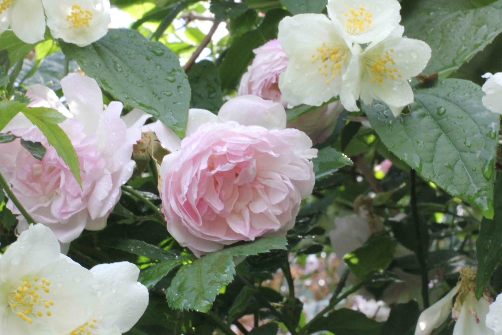 Wilder: Beautiful Blowsy Blooms