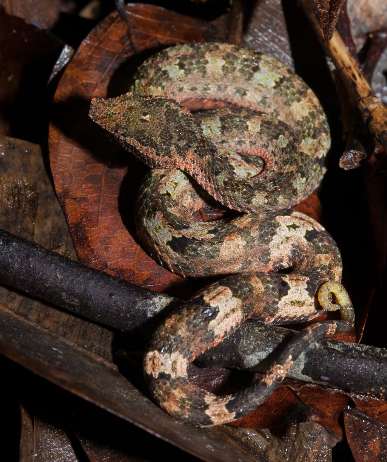 Sticky Rice Travel - Photostream: Snakes of Borneo