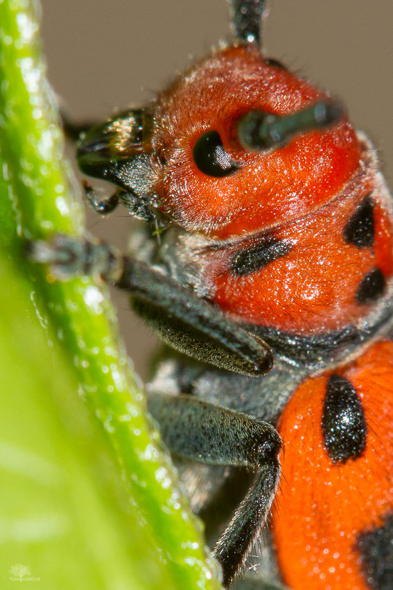 The Ohio Nature Blog: Red Milkweed Beetle
