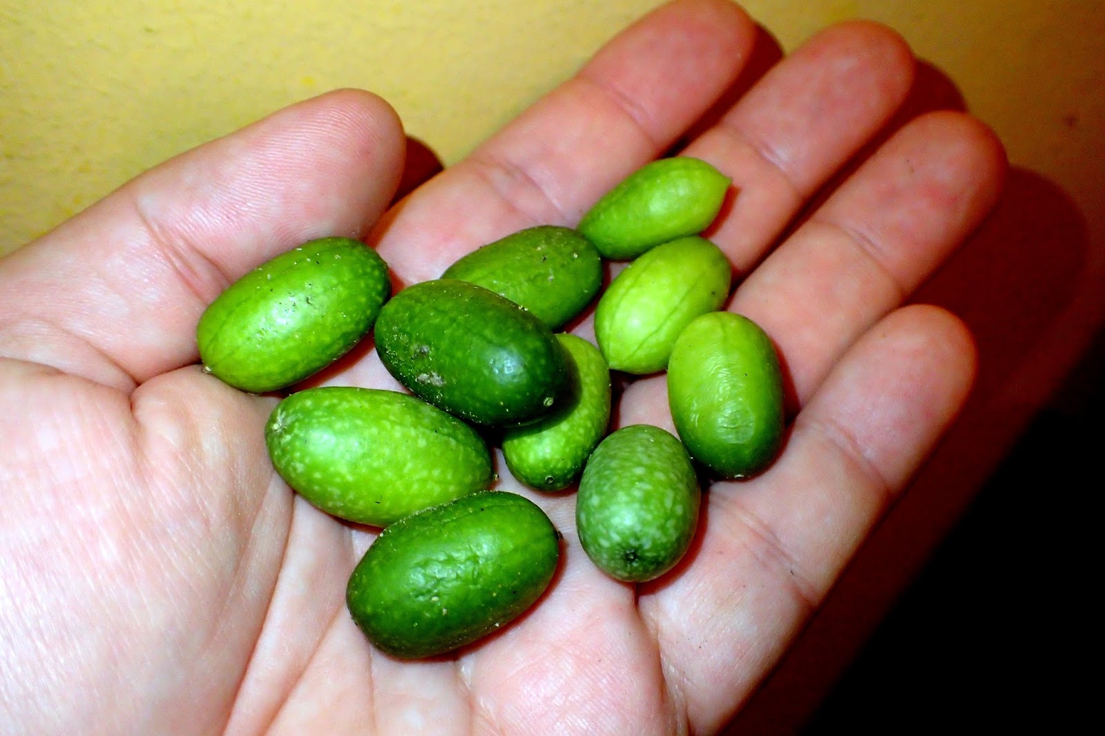 Scirpidiella's Plants: Pepinillo (Melothria guadalupensis)