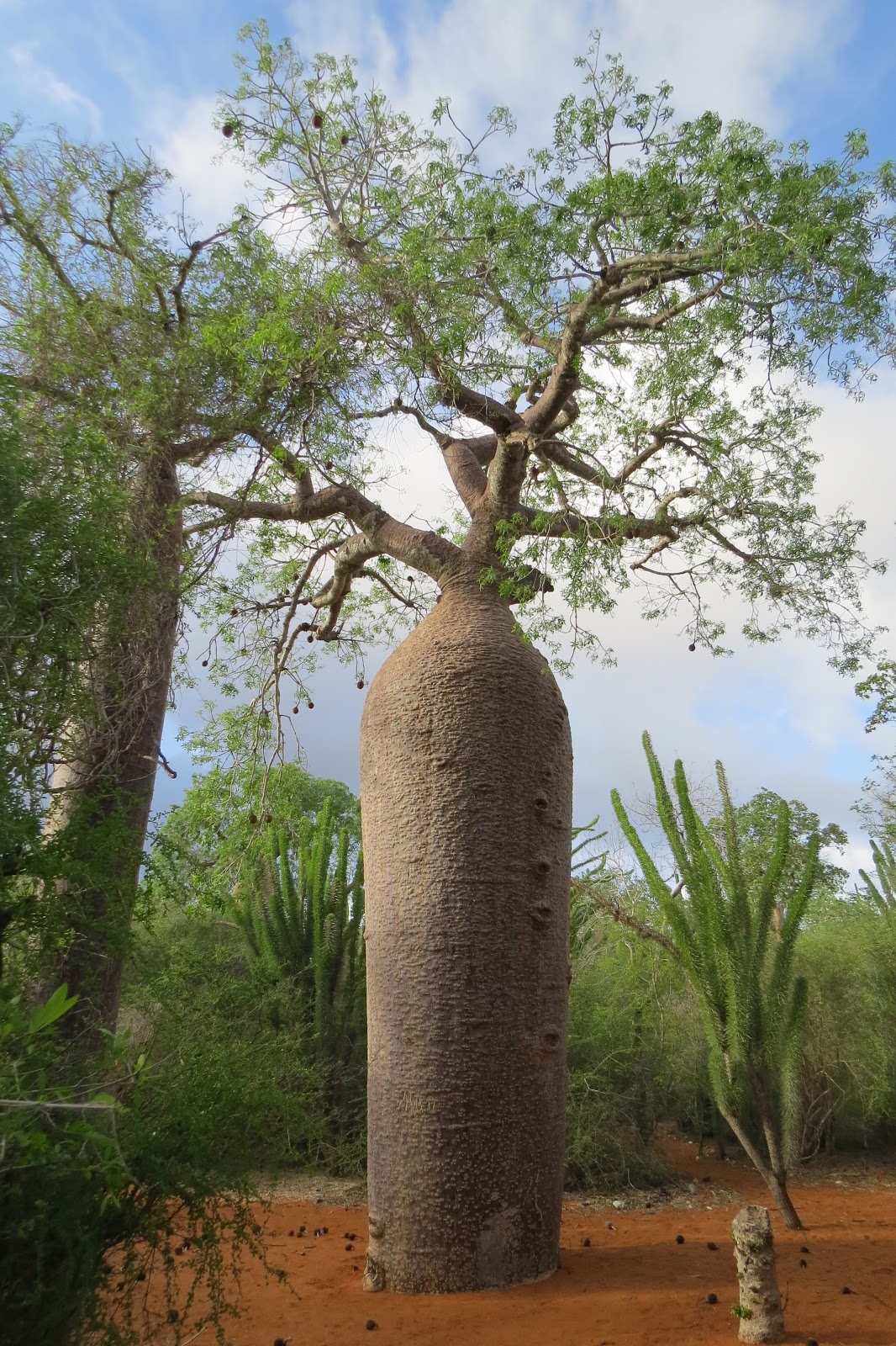 99 Desert Bush Rolling - Télécharger