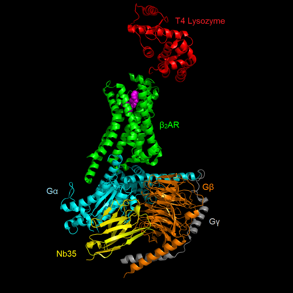 Crystal Structure of β2 adrenergic receptor-Gs protein complex