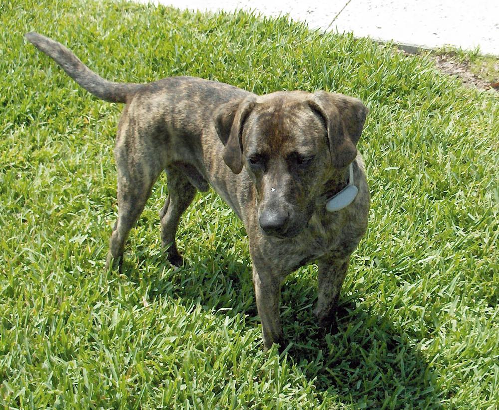 Extreme Dog Breeds: Plott Hound